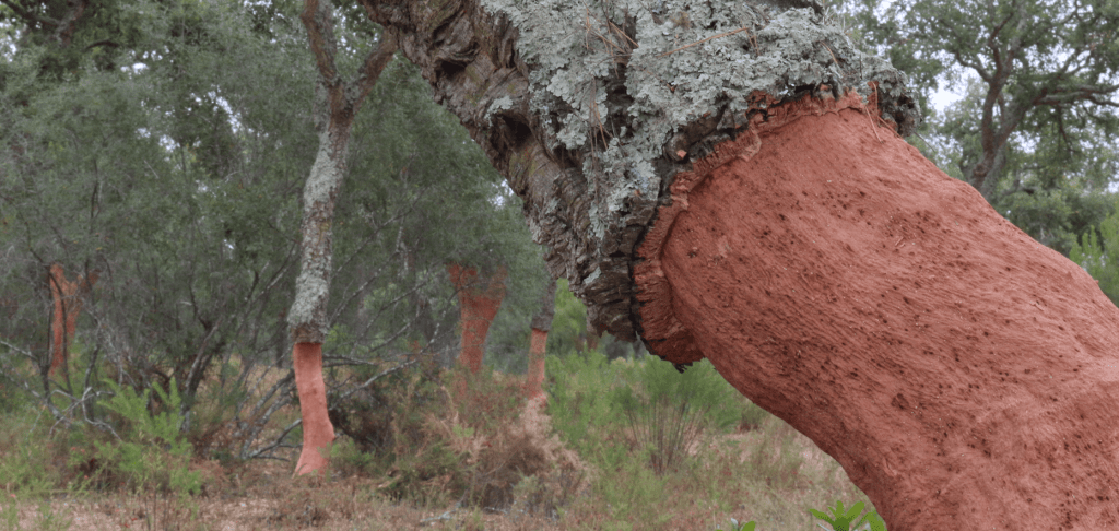 Interesting Wine Facts – VARUN.WINE