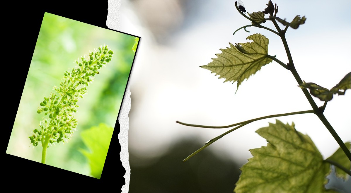 Anatomy of A Vine – VARUN.WINE