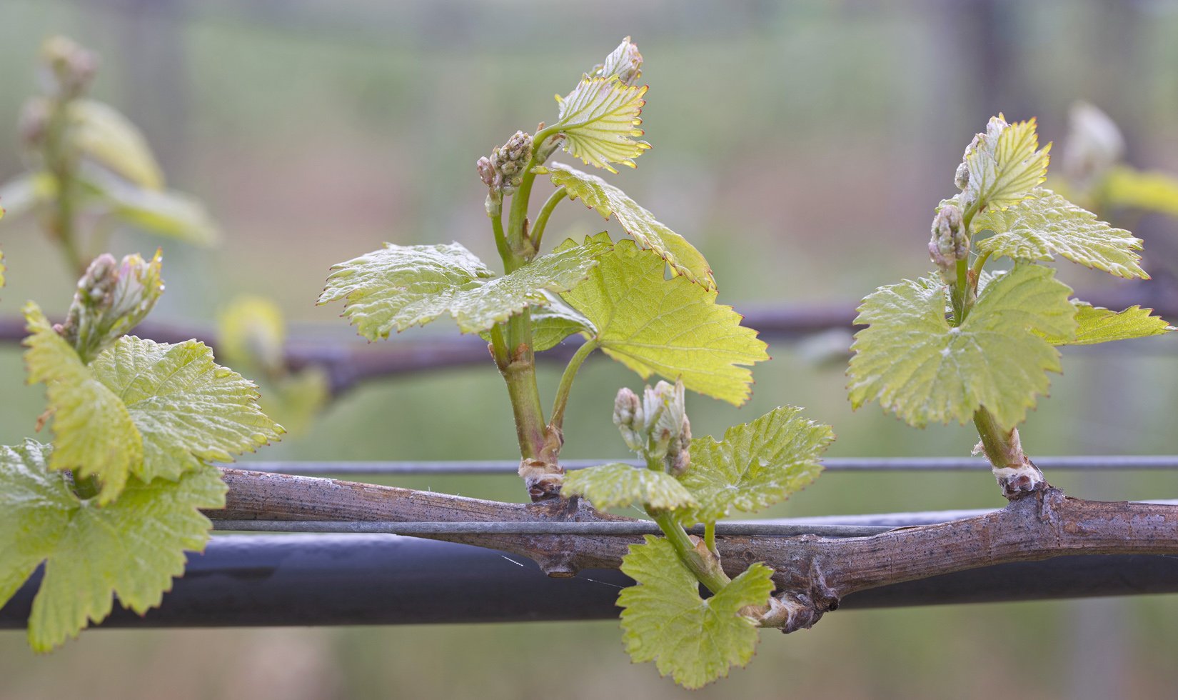 Bud Burst – VARUN.WINE