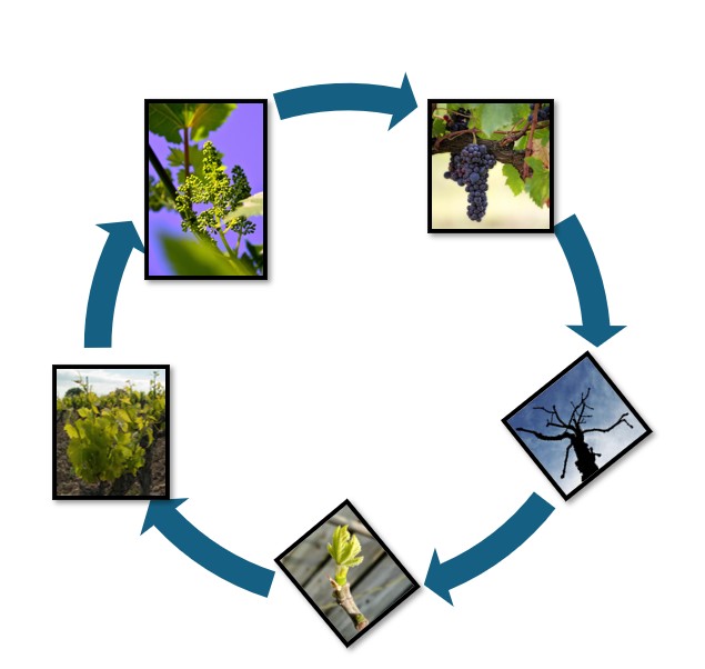 Vine Growth Cycle – VARUN.WINE